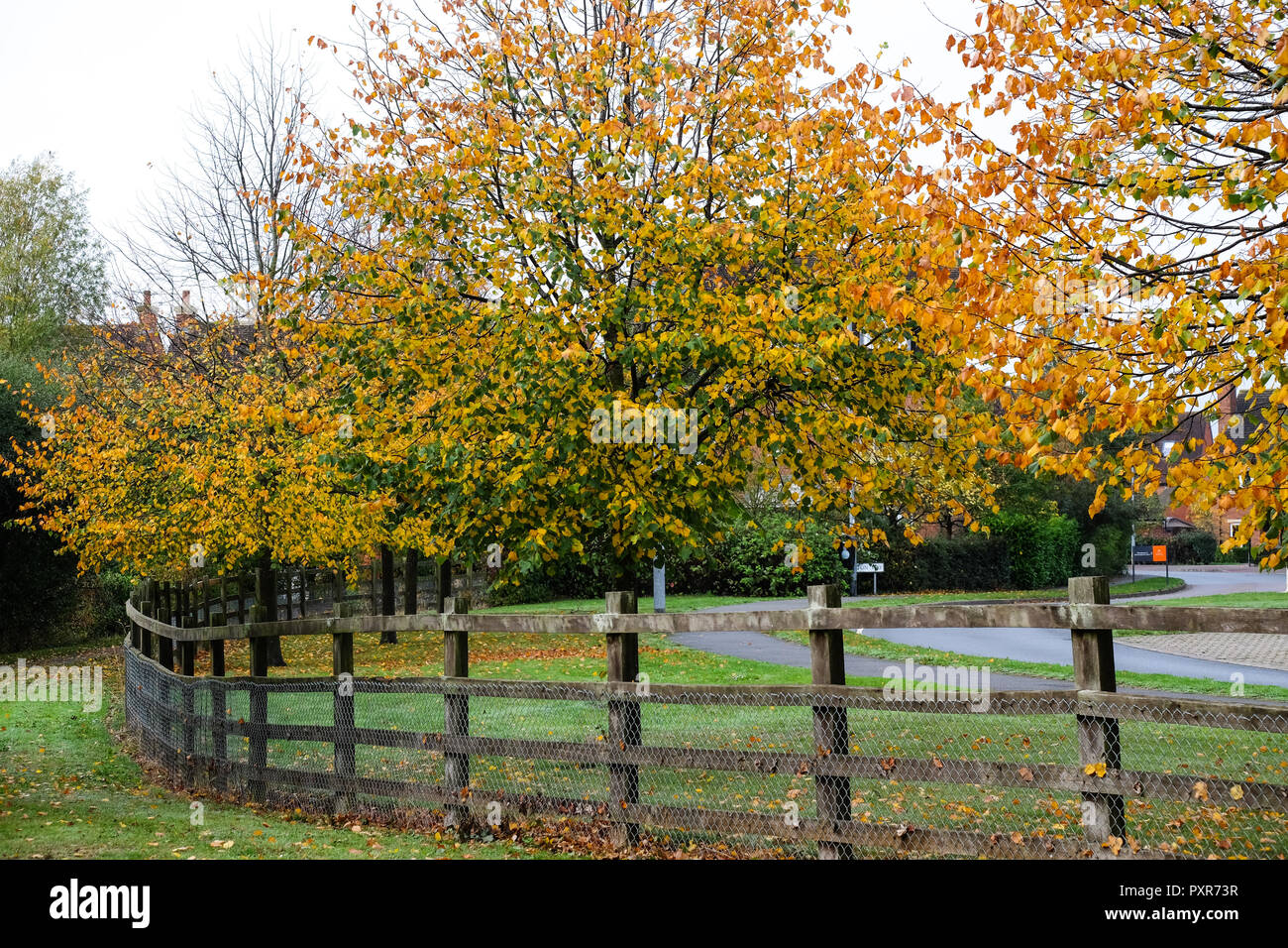 autumn colour in lestershire Stock Photo - Alamy