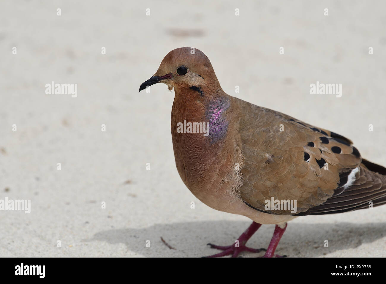 Portrait of a zenaida dove (zenaida aurita) on the beach Stock Photo ...