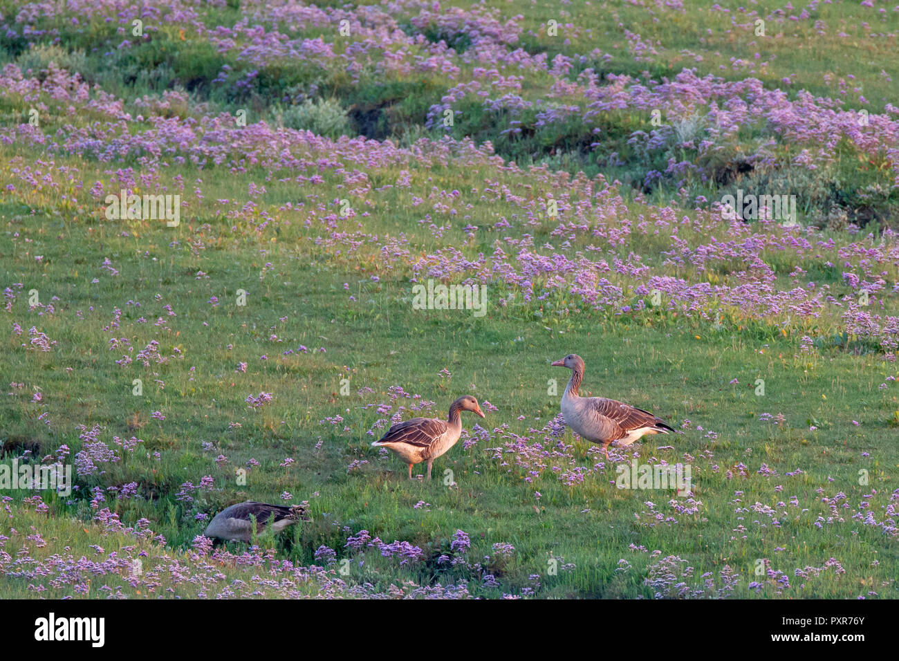 Greylag Geese (Anser anser) on the salt marshes on the East Frisian ...