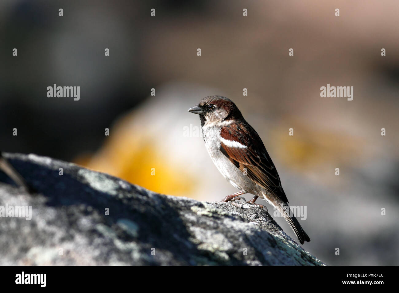 European rock sparrow hi-res stock photography and images - Alamy