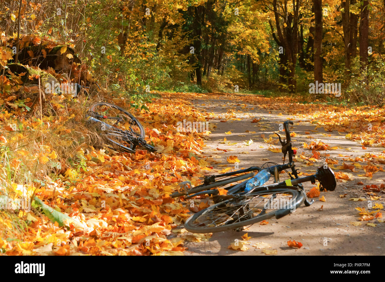 two bikes are on the road, forest road in autumn leaves, autumn ...