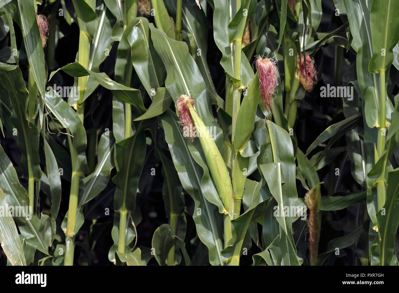 Green ear of corn on a field before harvest Stock Photo - Alamy
