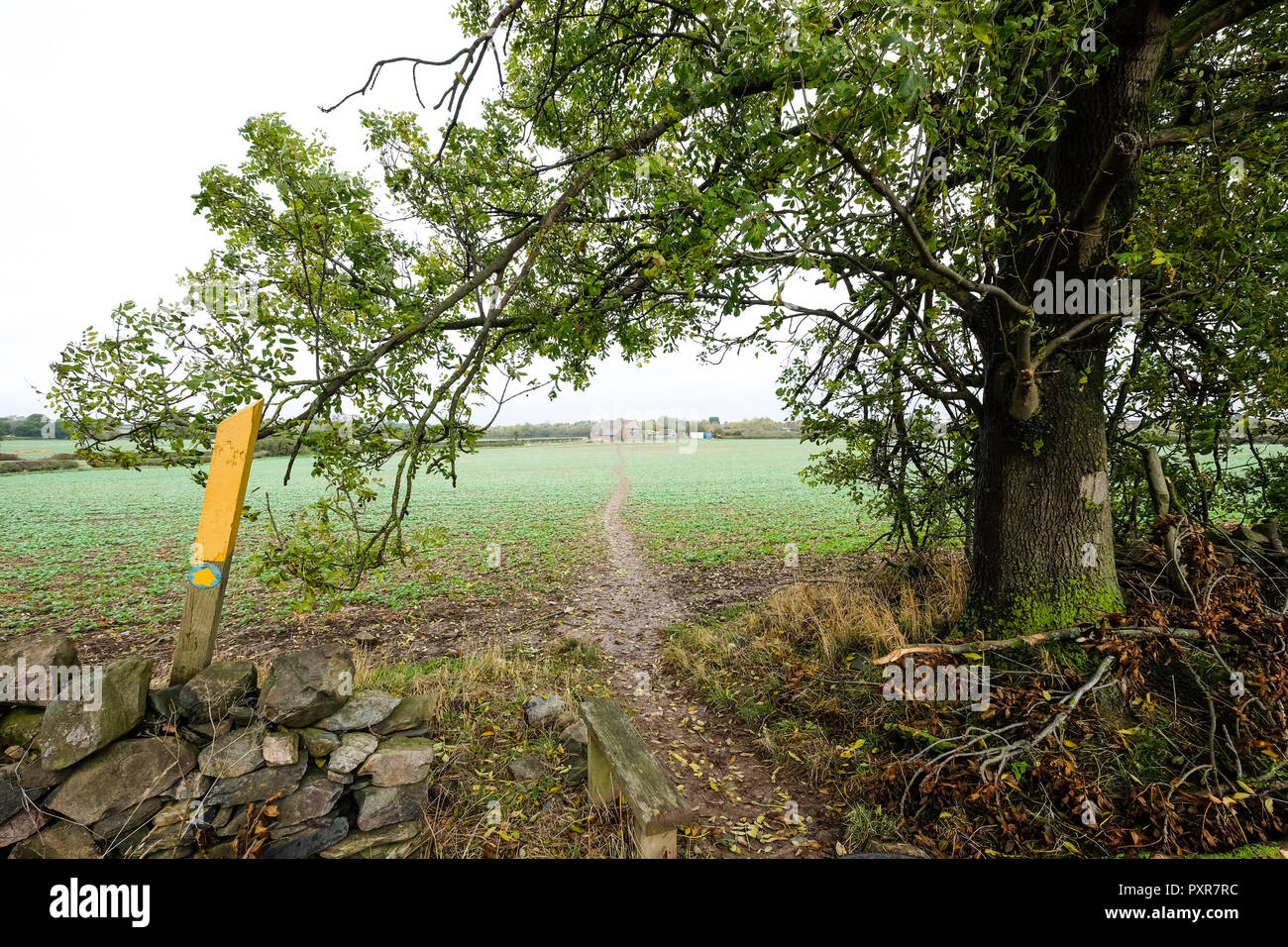 yellow way marker in leicestershire Stock Photo - Alamy