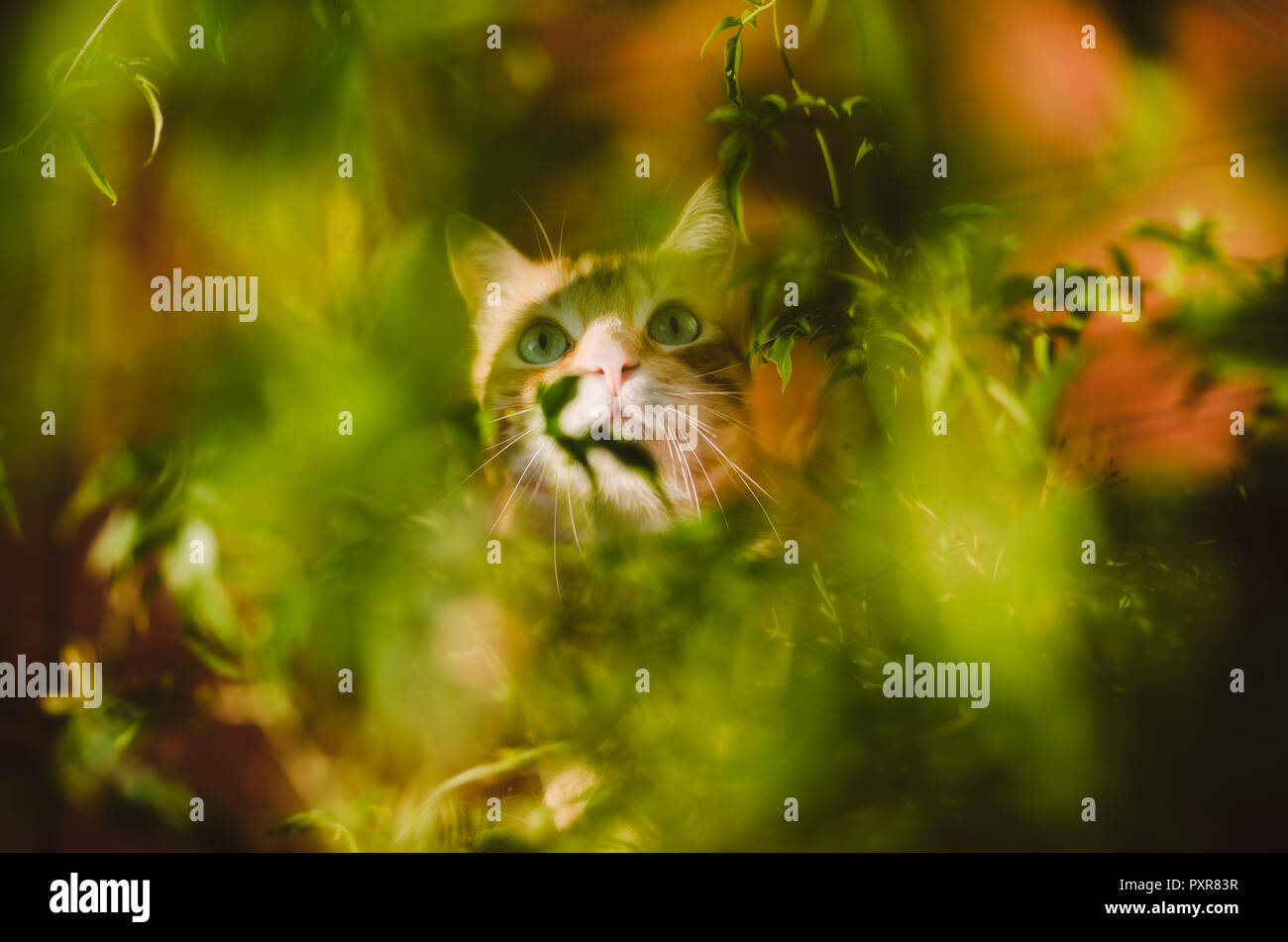 Hidden cat hi-res stock photography and images - Alamy