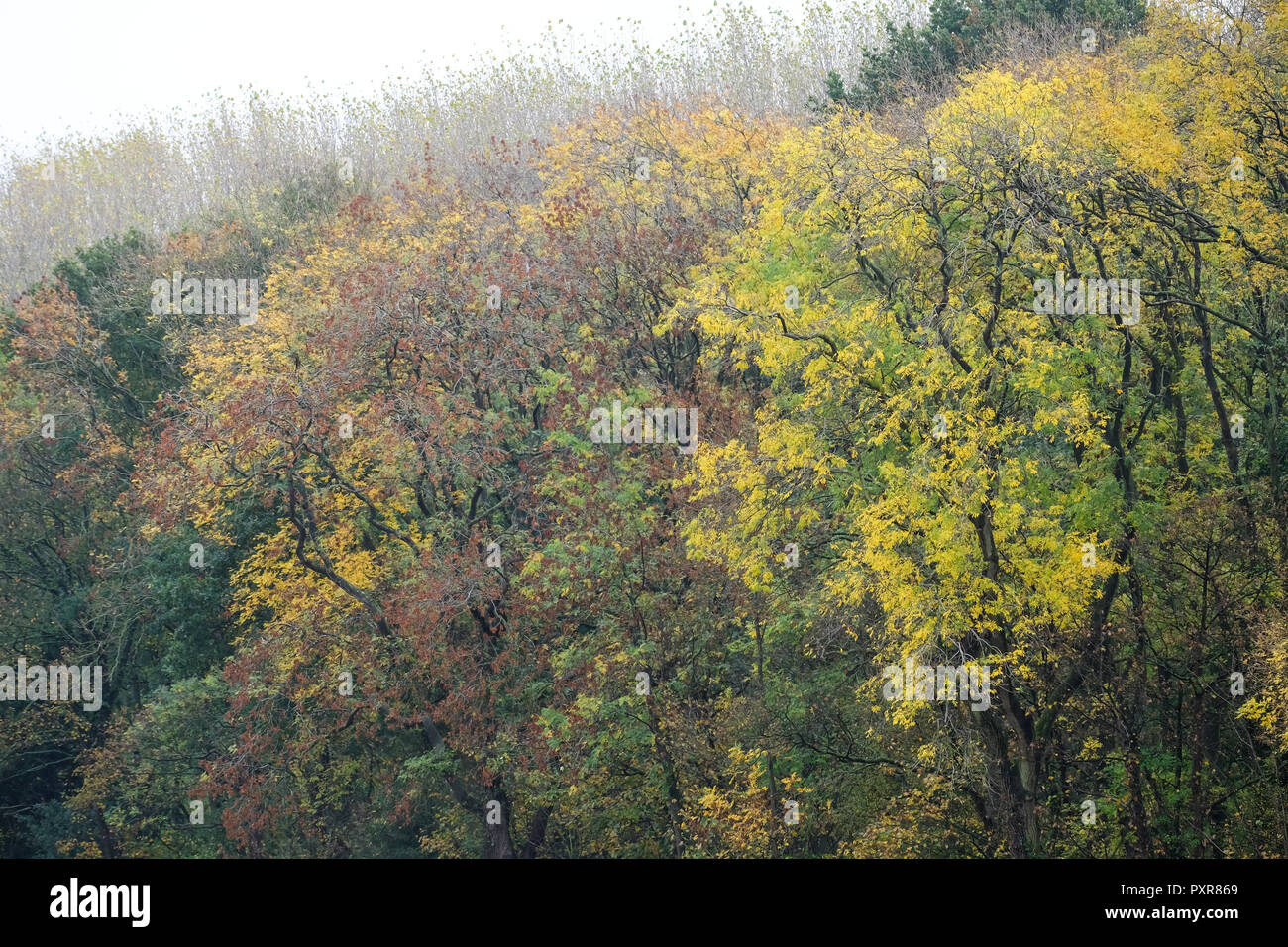 autumn colour in charnwood forest leicestershire Stock Photo - Alamy