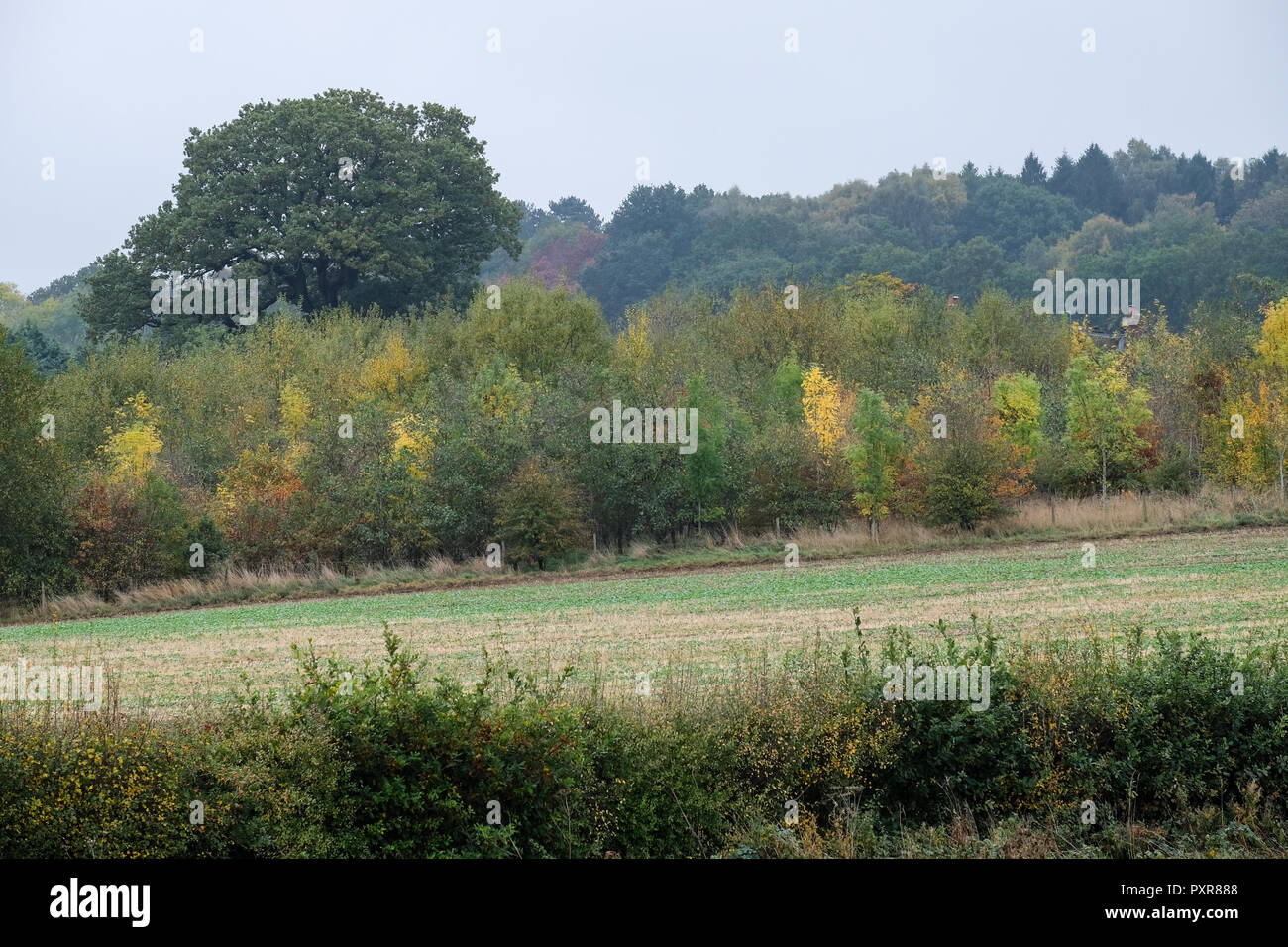 autumn colour in charnwood forest leicestershire Stock Photo - Alamy