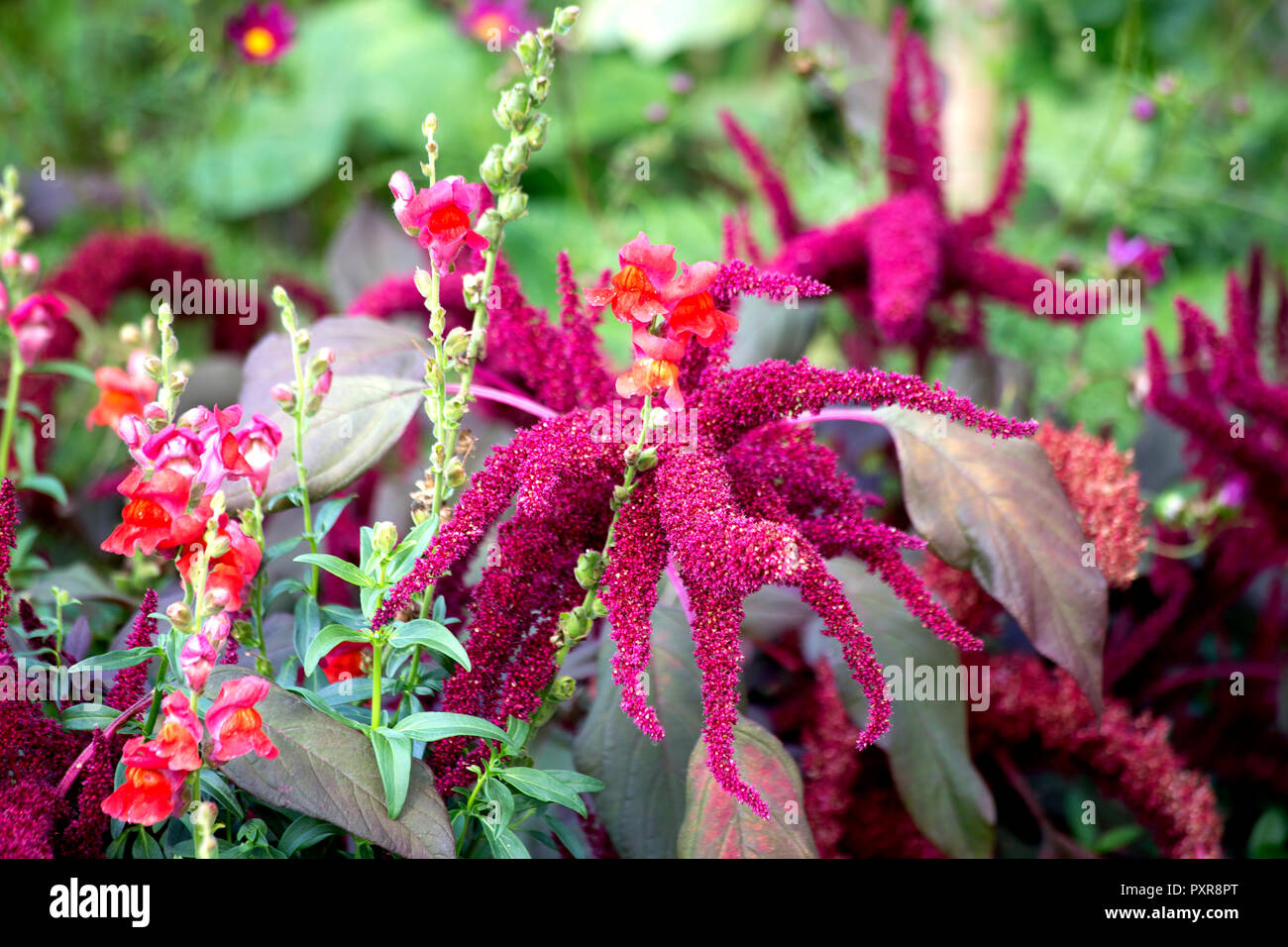 Ornamental amaranth hi-res stock photography and images - Alamy