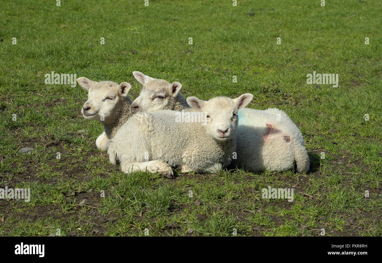 Adorable spring lambs hi-res stock photography and images - Alamy