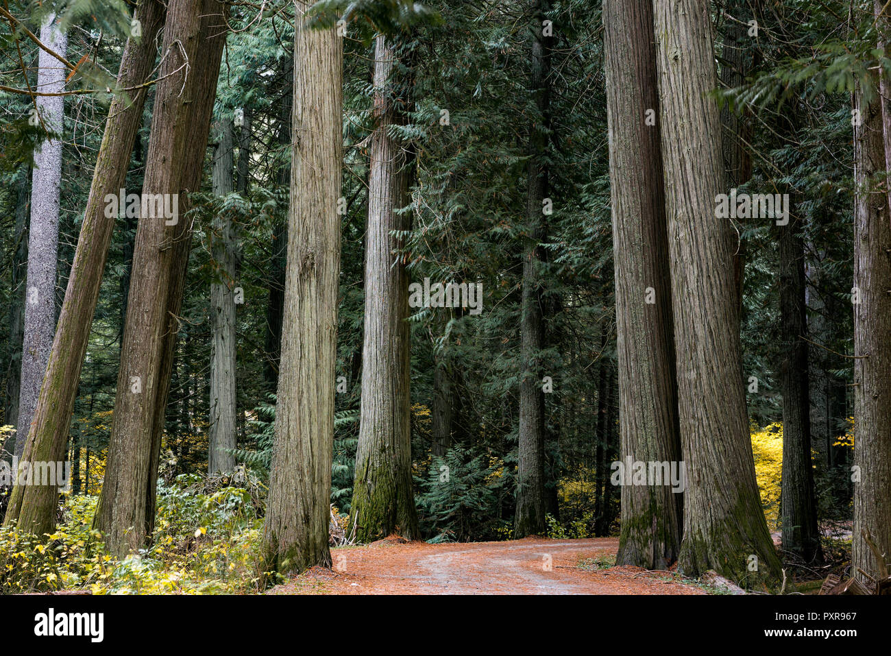 Western red cedar grove hi-res stock photography and images - Alamy