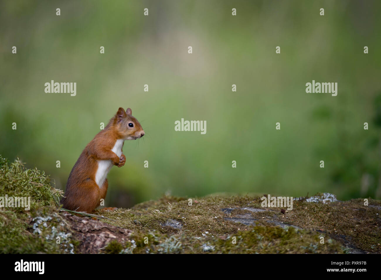 Hind legs hi-res stock photography and images - Alamy