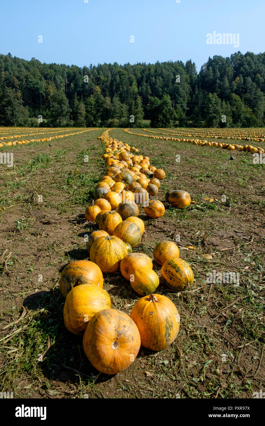 Pumpkin field hi-res stock photography and images - Alamy