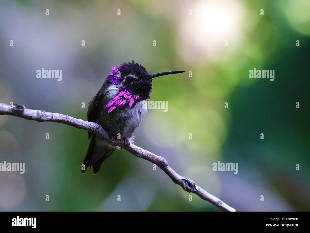 Purple hummingbird hi-res stock photography and images - Alamy