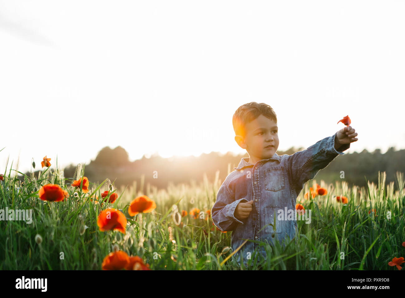 Boy in a poppy field in spring holding poppy Stock Photo - Alamy