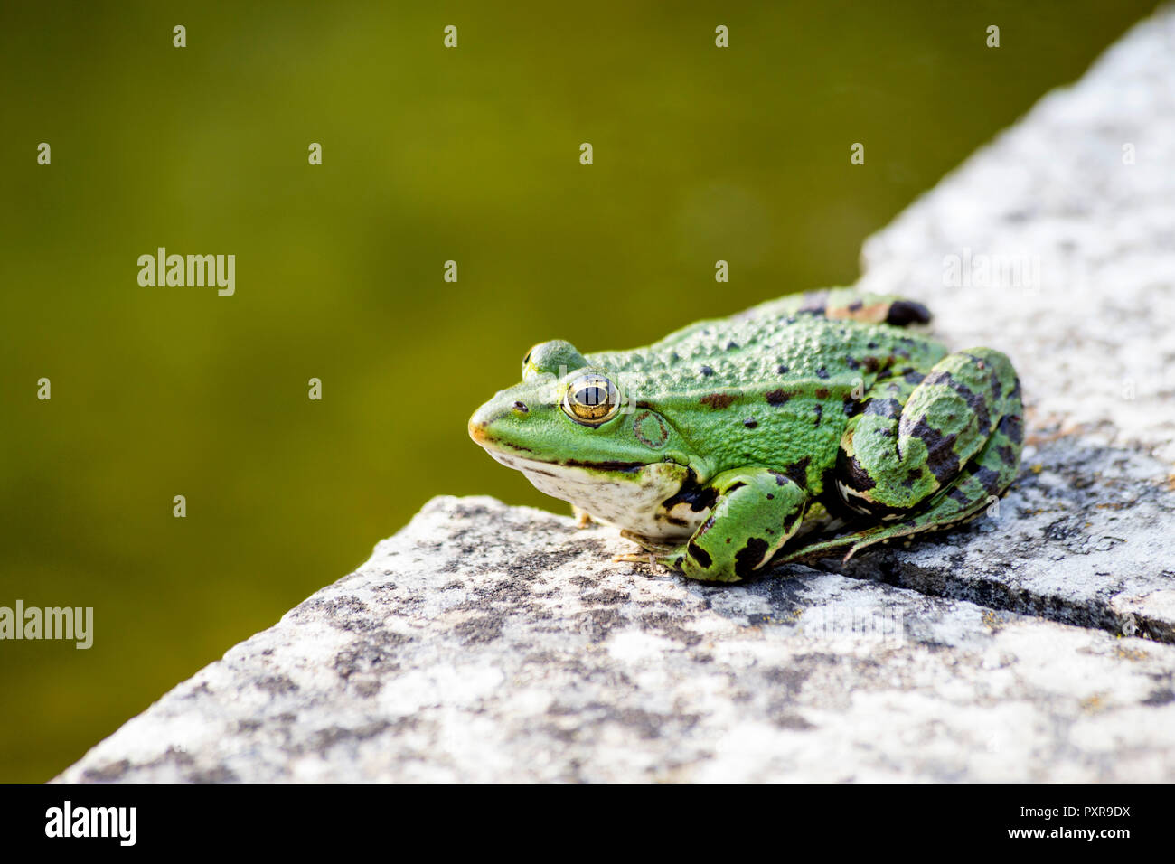 Common water frog hi-res stock photography and images - Alamy