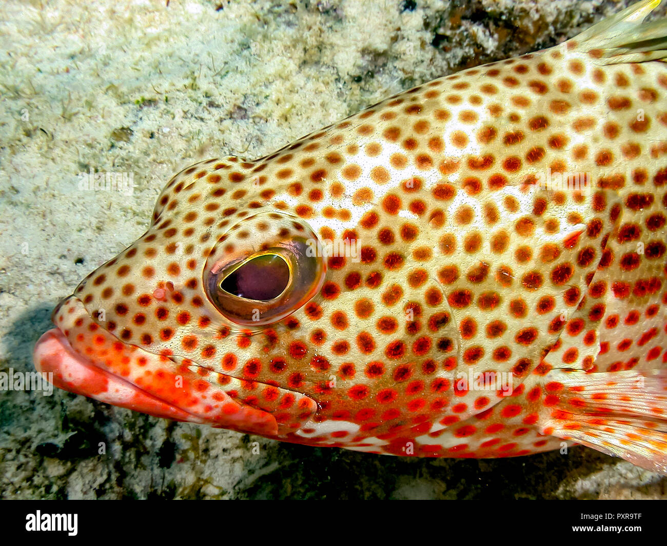 Red Hind Grouper