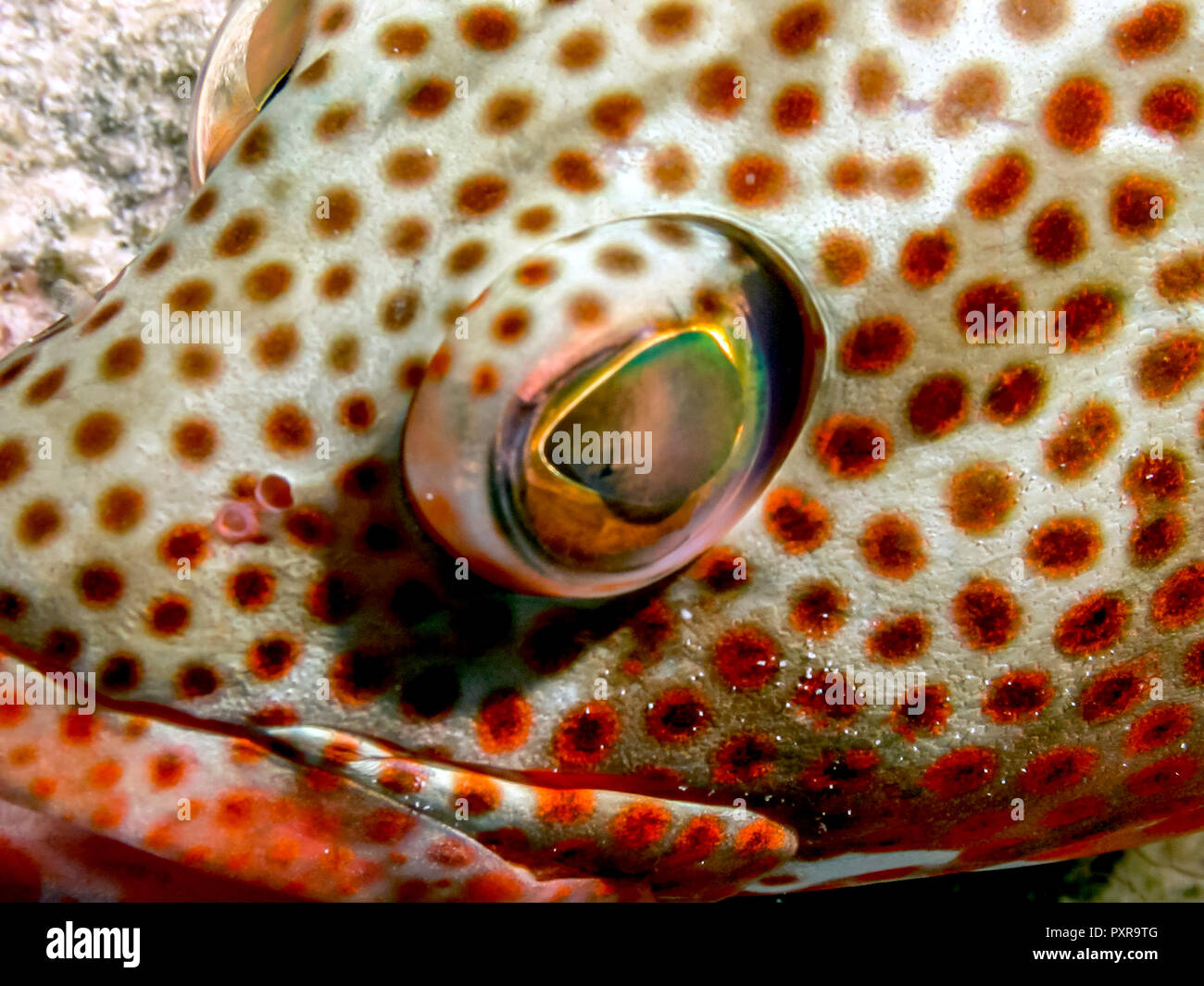 red hind, Epinephelus guttatus, also known as the koon or lucky grouper ...