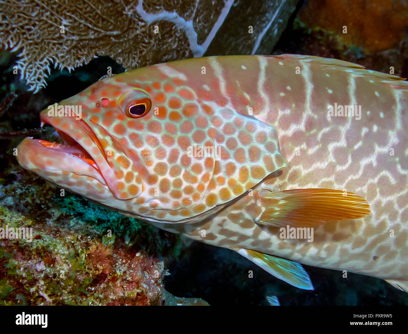 Tiger Grouper