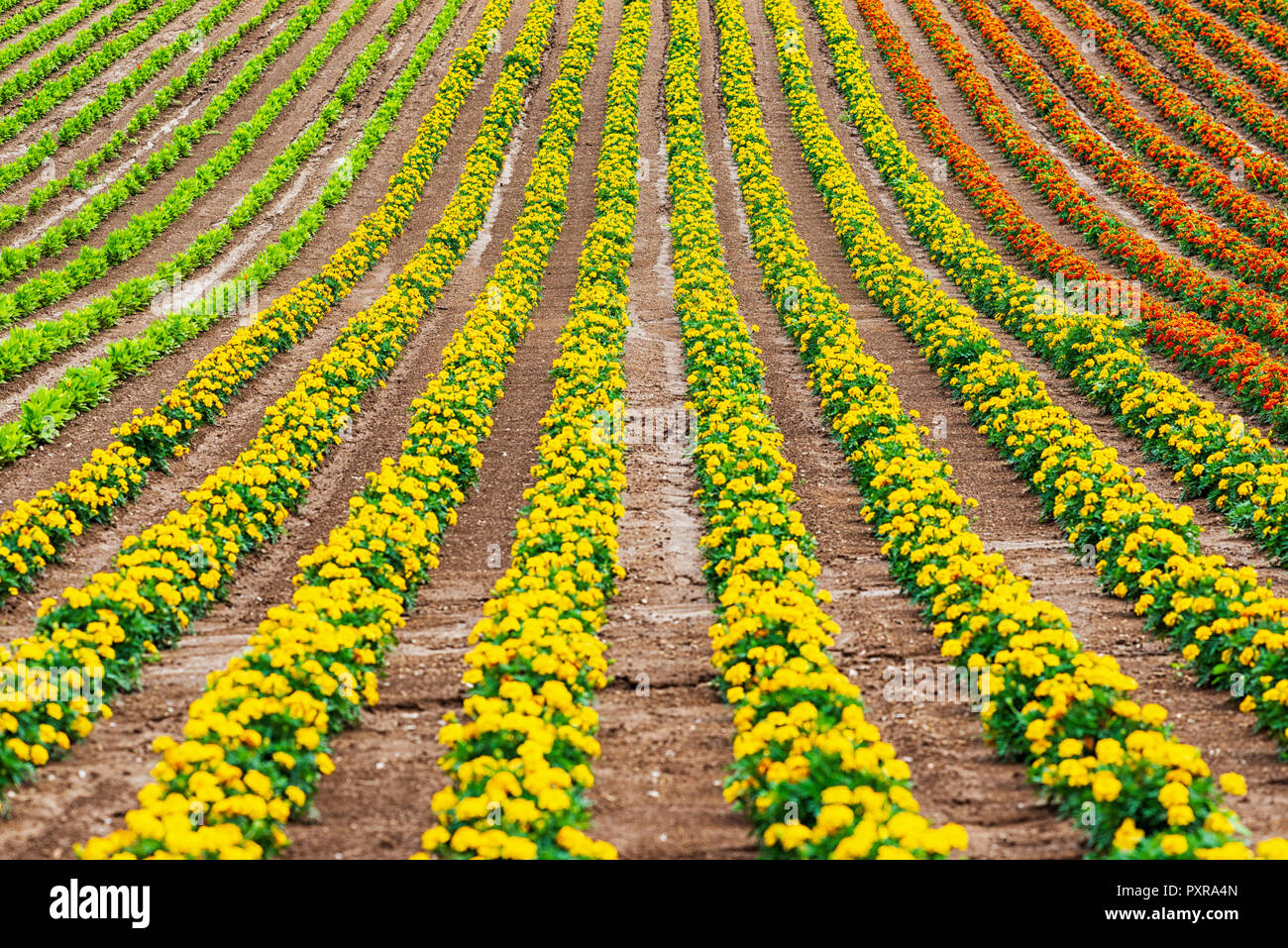 rows of colorful flowers in outdoor garden Stock Photo - Alamy