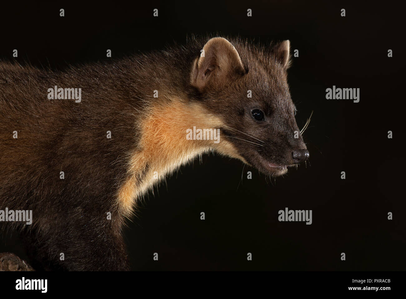 Portrait of pine marten in front of black background Stock Photo - Alamy