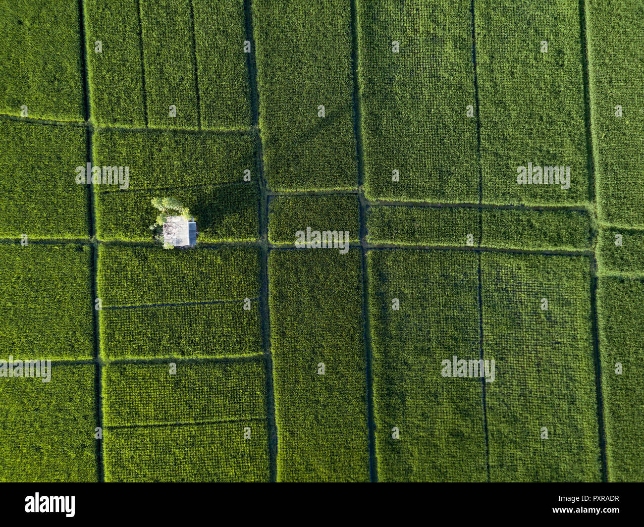 Aerial shot rice fields hi-res stock photography and images - Alamy