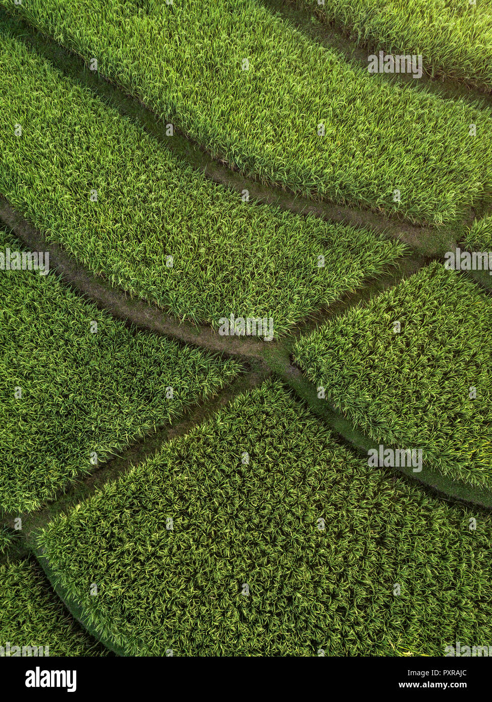 Indonesia, Bali, Aerial view of rice fields Stock Photo - Alamy