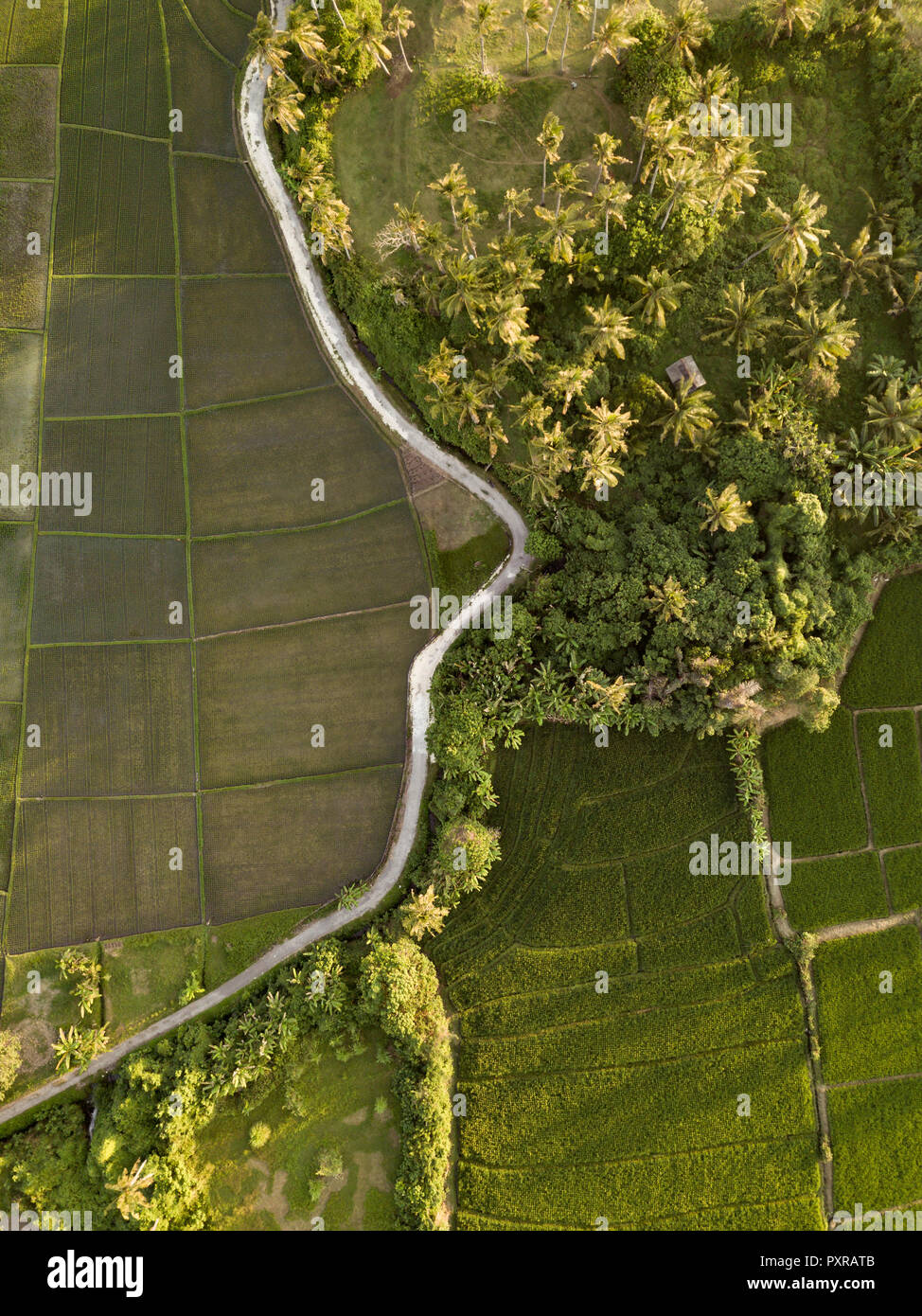 Aerial shot rice fields in hi-res stock photography and images - Alamy