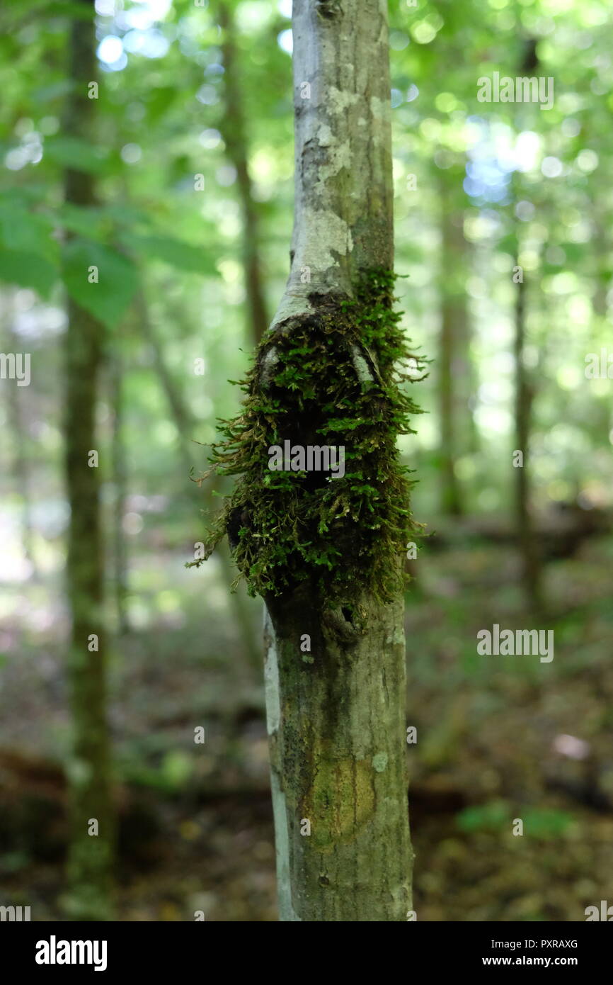 A Picture of Hanging Growth on Tree Bark in Smoky Mountains National ...