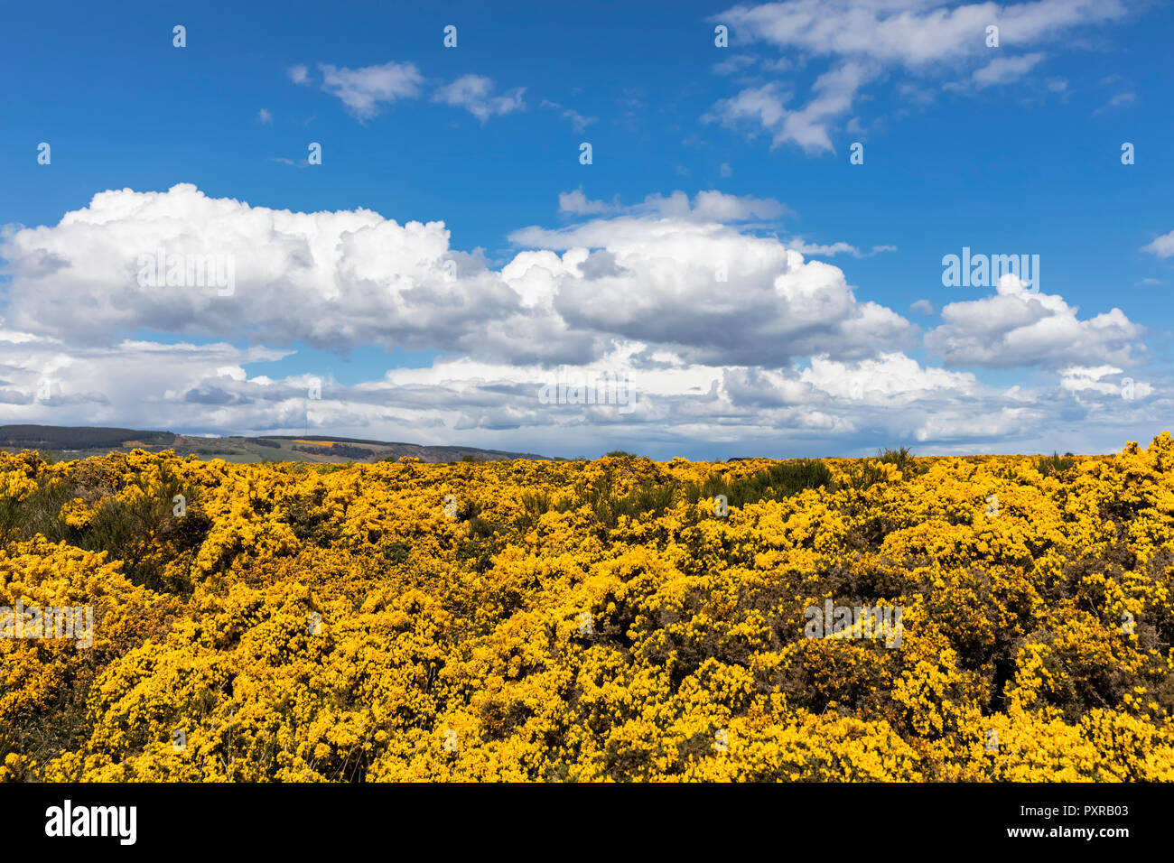 UK, Scotland, Inverness, broom shrubs Stock Photo - Alamy