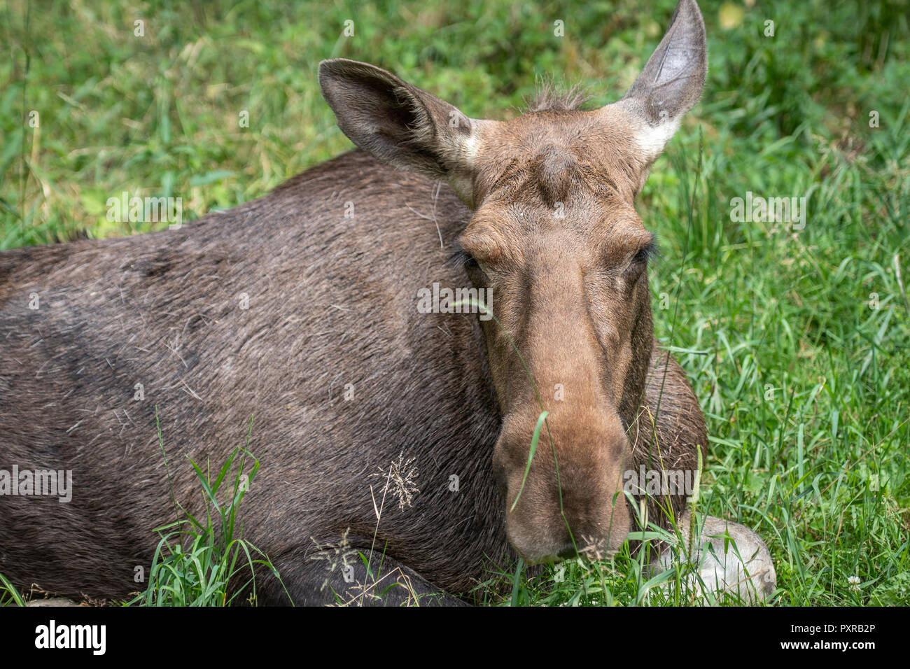 A Polish moose (Alces alces )Bialowieza, Poland Stock Photo - Alamy