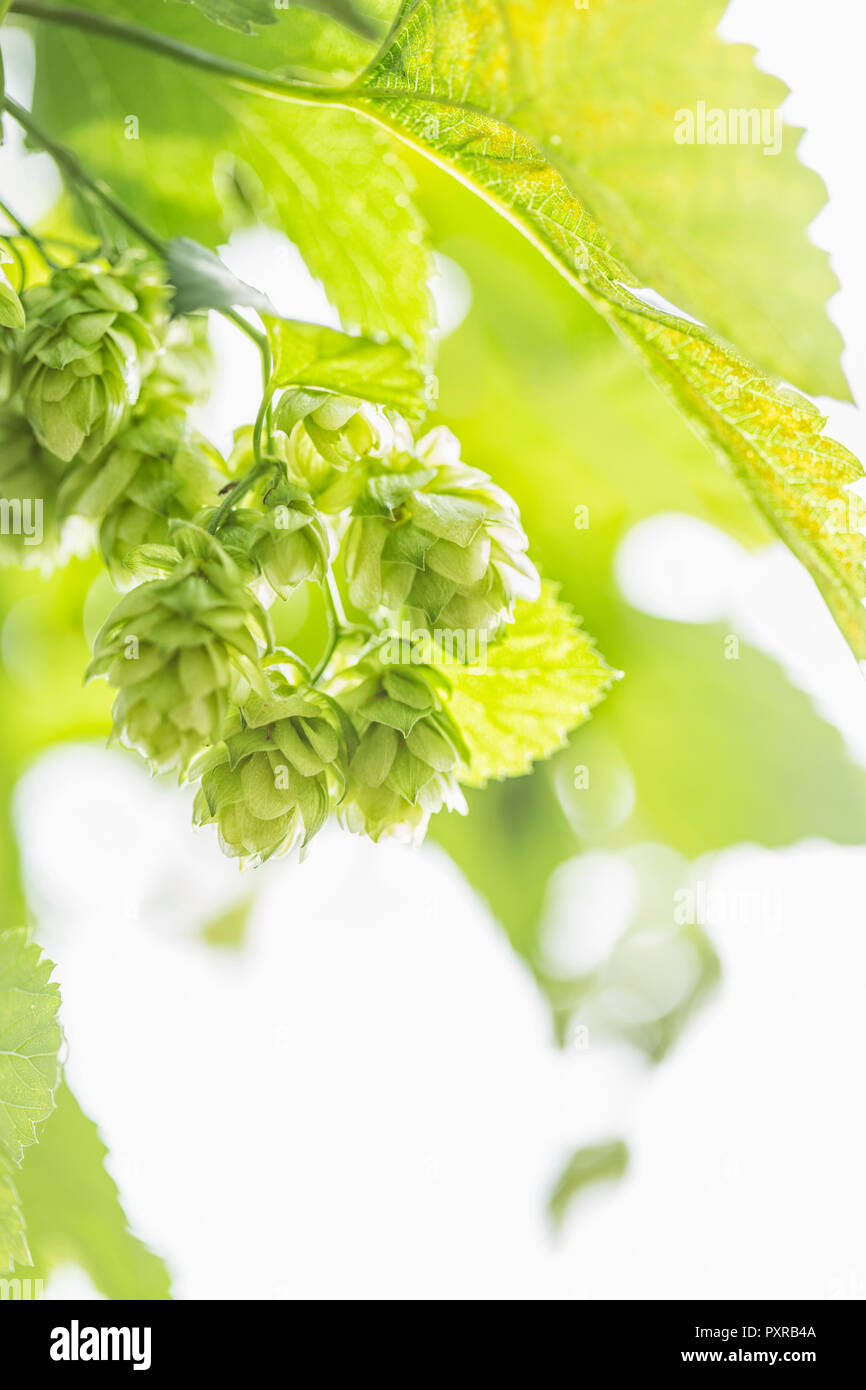 Hop cone, Humulus lupulus Stock Photo - Alamy