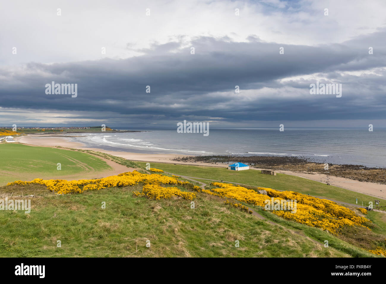 UK, Scotland, Highlands, Banff, broom shrubs at Boyndie Bay Stock Photo ...
