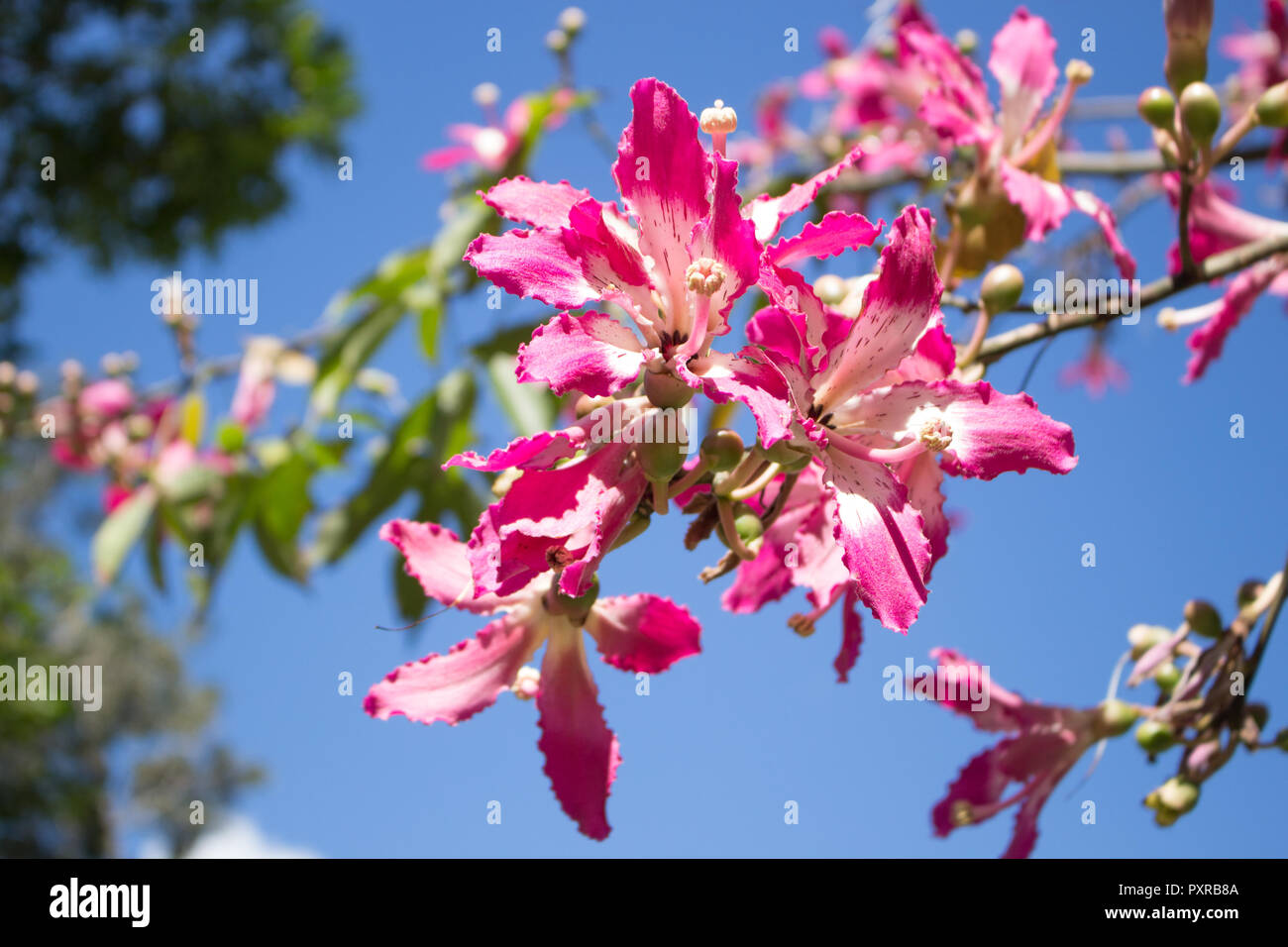 Bosques bosques bosques bosques arbol hi-res stock photography and ...