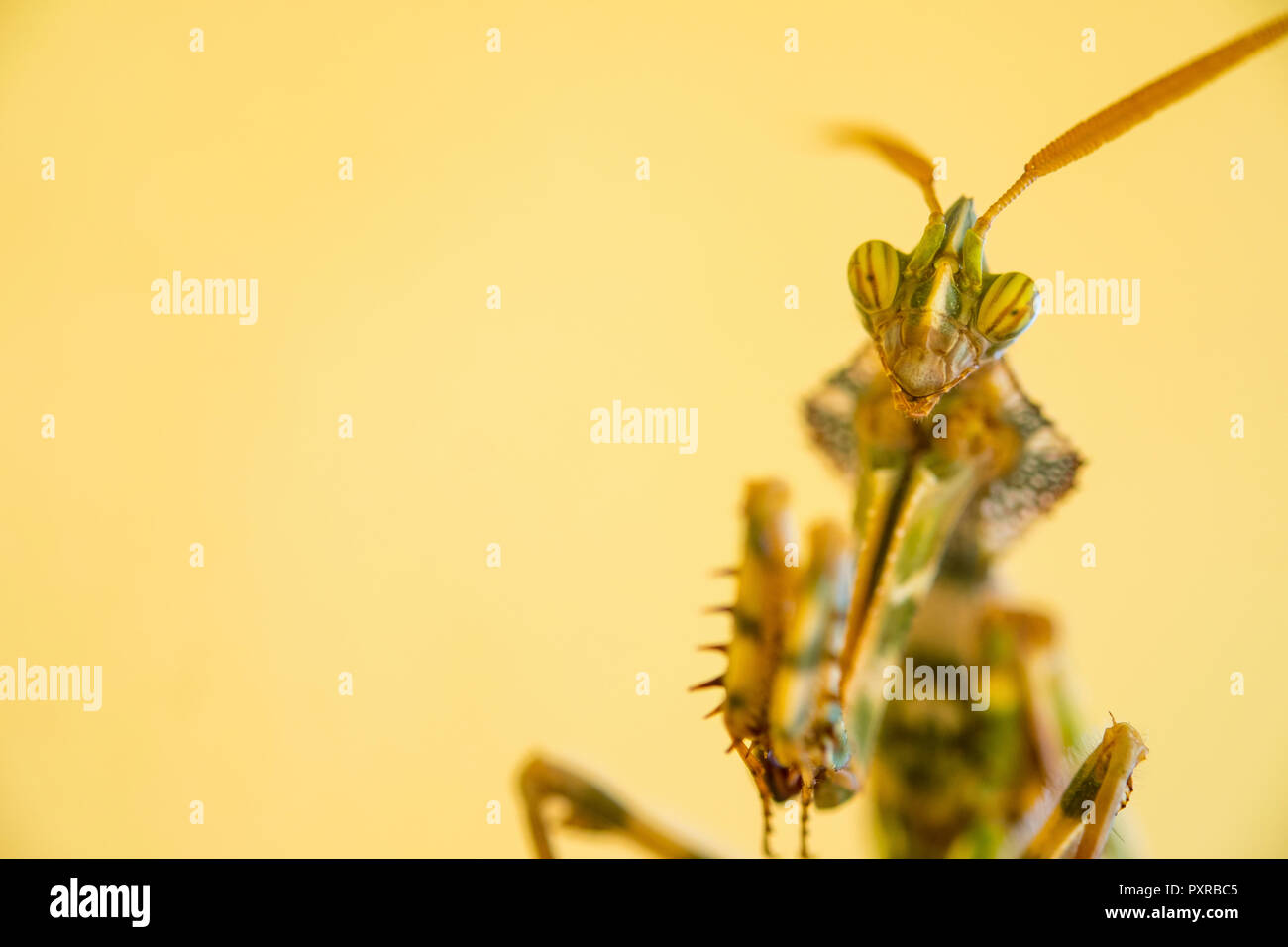 Portrait of praying mantis Stock Photo - Alamy