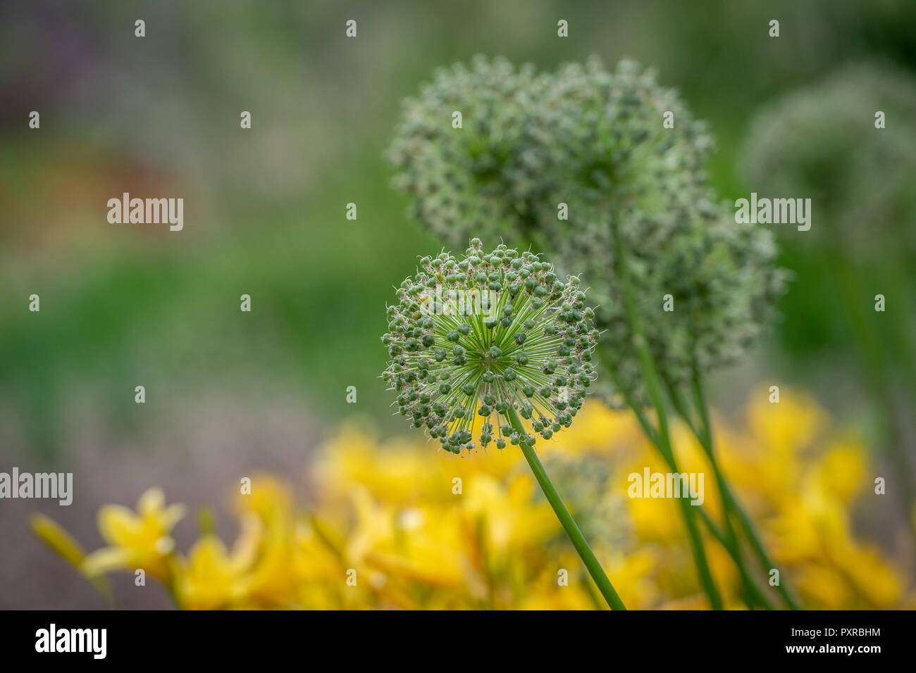 The flowers castle hi-res stock photography and images - Alamy