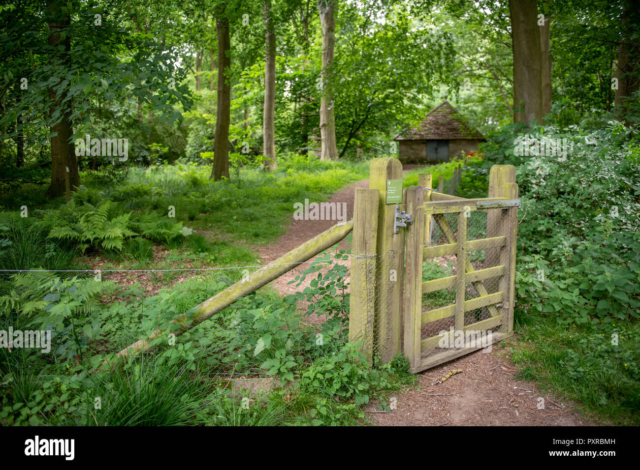 Forest Trail, Castle Howard , Yorkshire, UK Stock Photo - Alamy