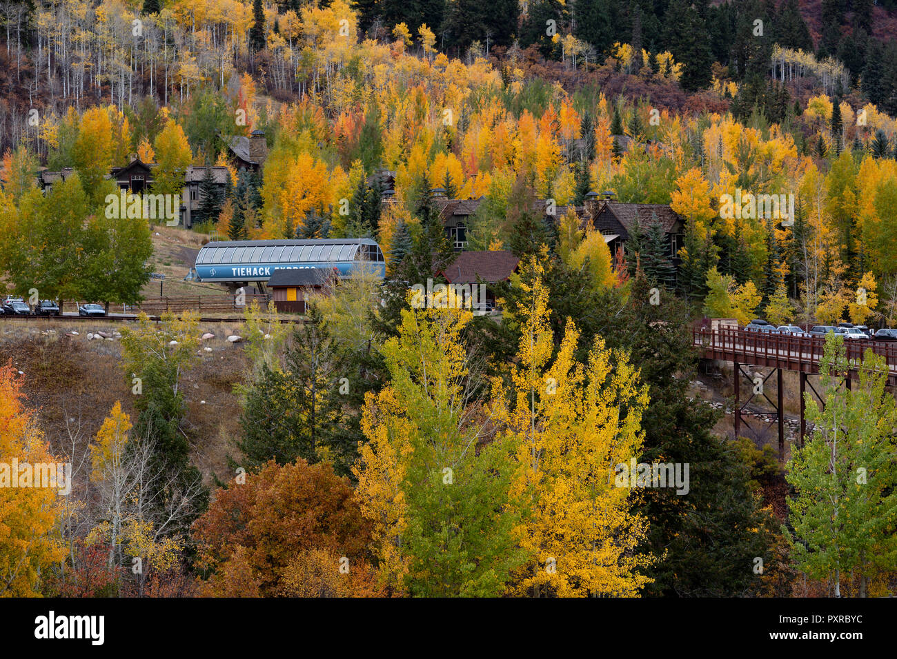 Fall foliage in Colorado Stock Photo - Alamy