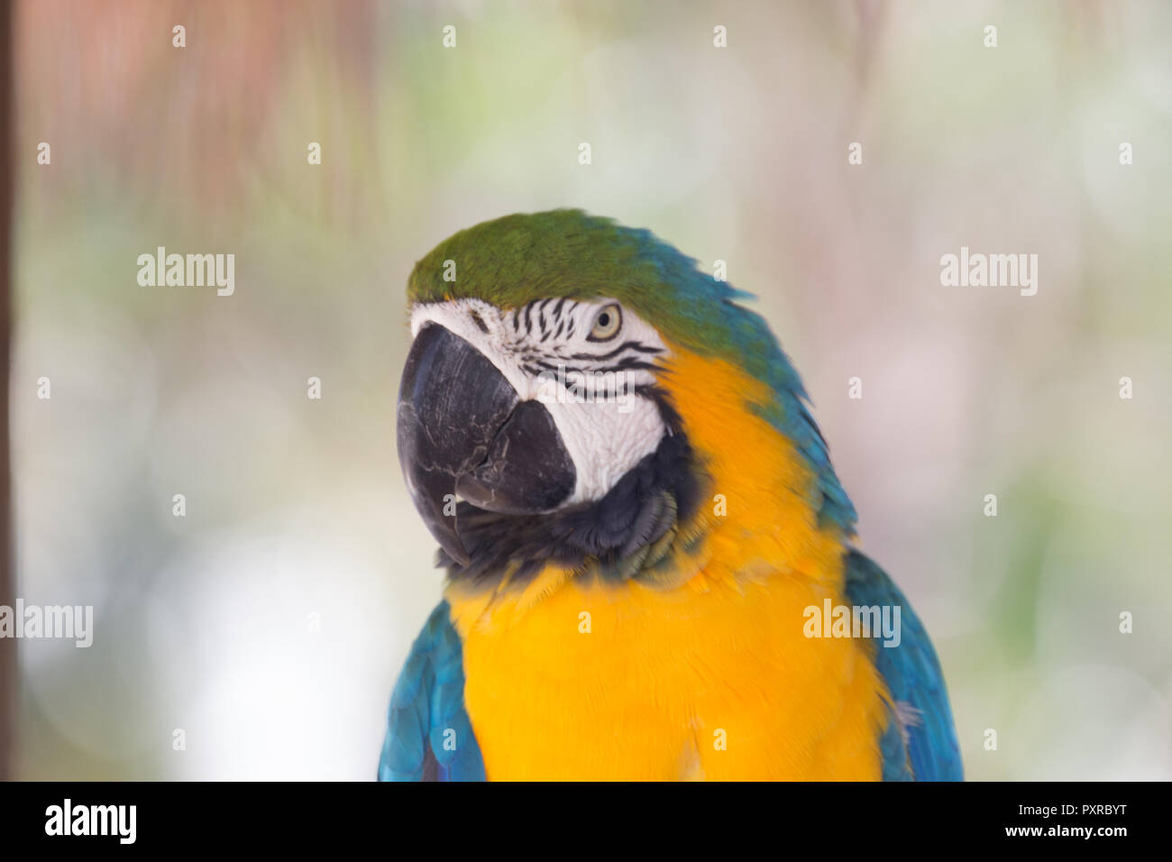 Guacamaya bird hi-res stock photography and images - Alamy