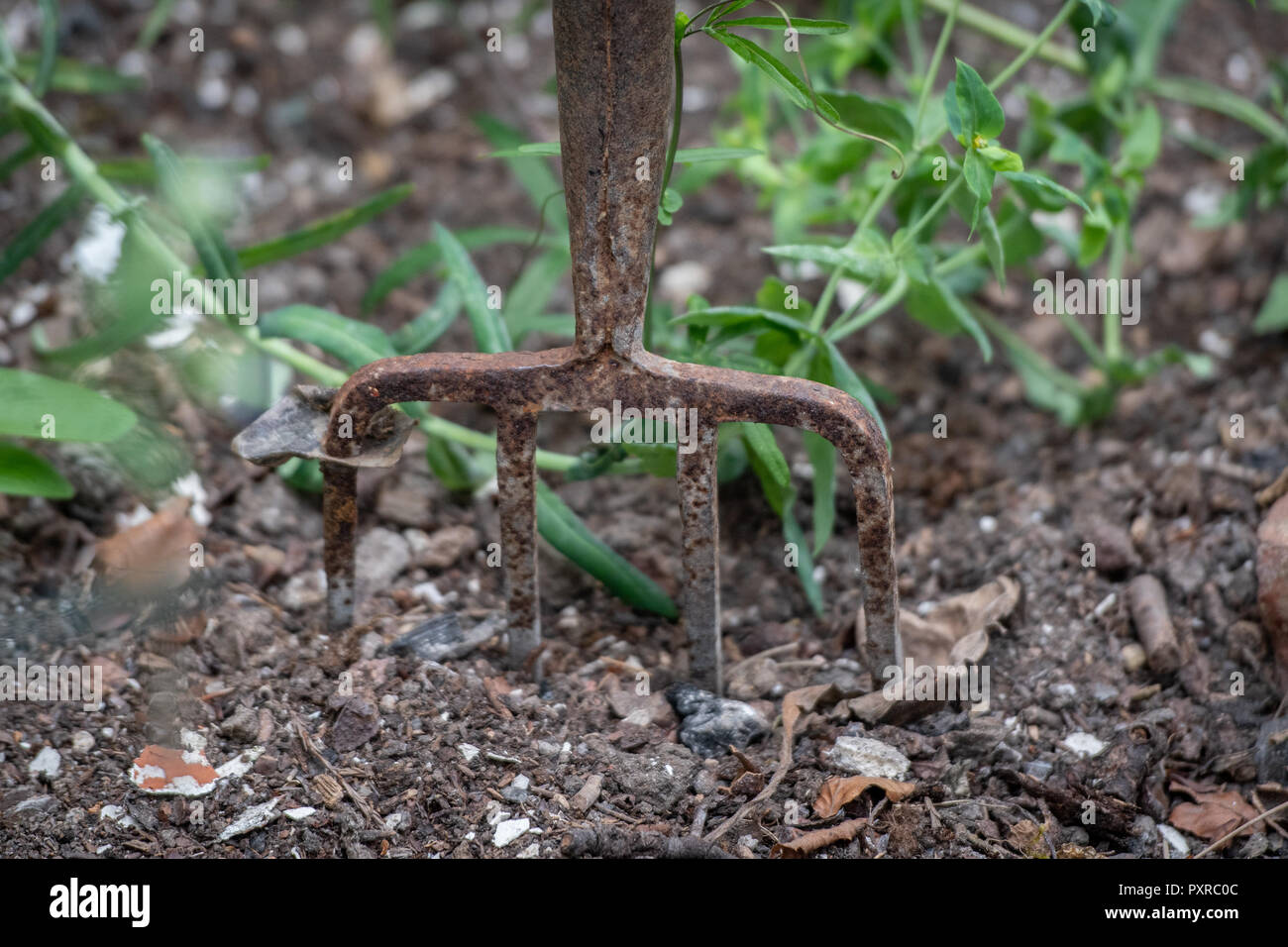 A garden rake stands in the soil in Yorkshire, UK Stock Photo - Alamy