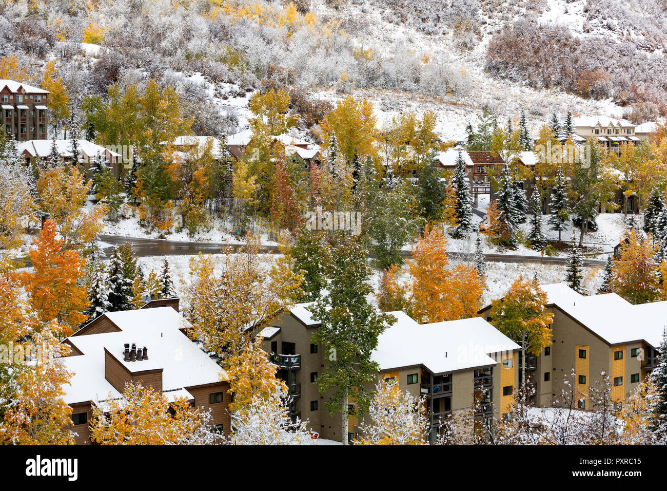 Fall foliage in winter in Aspen Colorado Stock Photo - Alamy