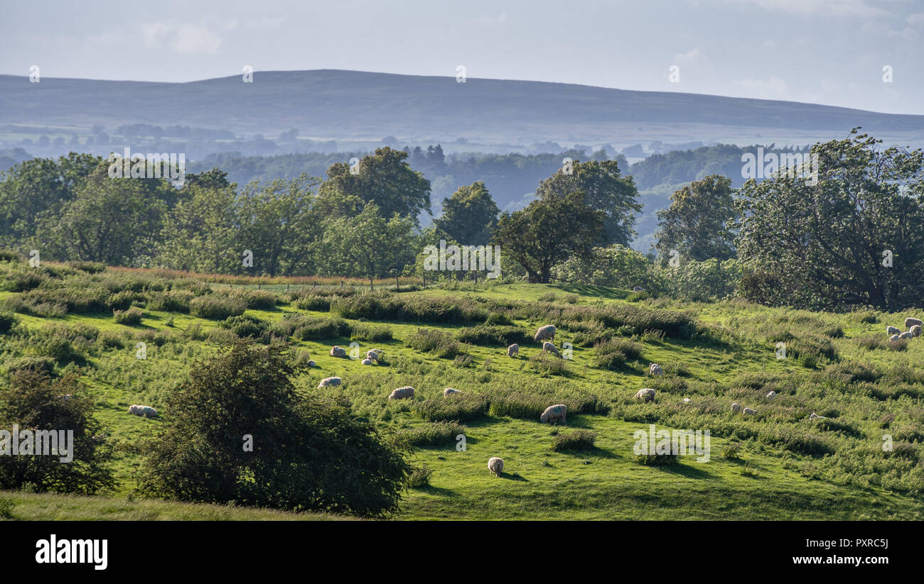 Idyllic pasture hi-res stock photography and images - Alamy