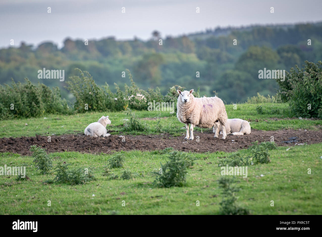 A mother Cheviot Sheep steadfastly watches over her young lambs ...