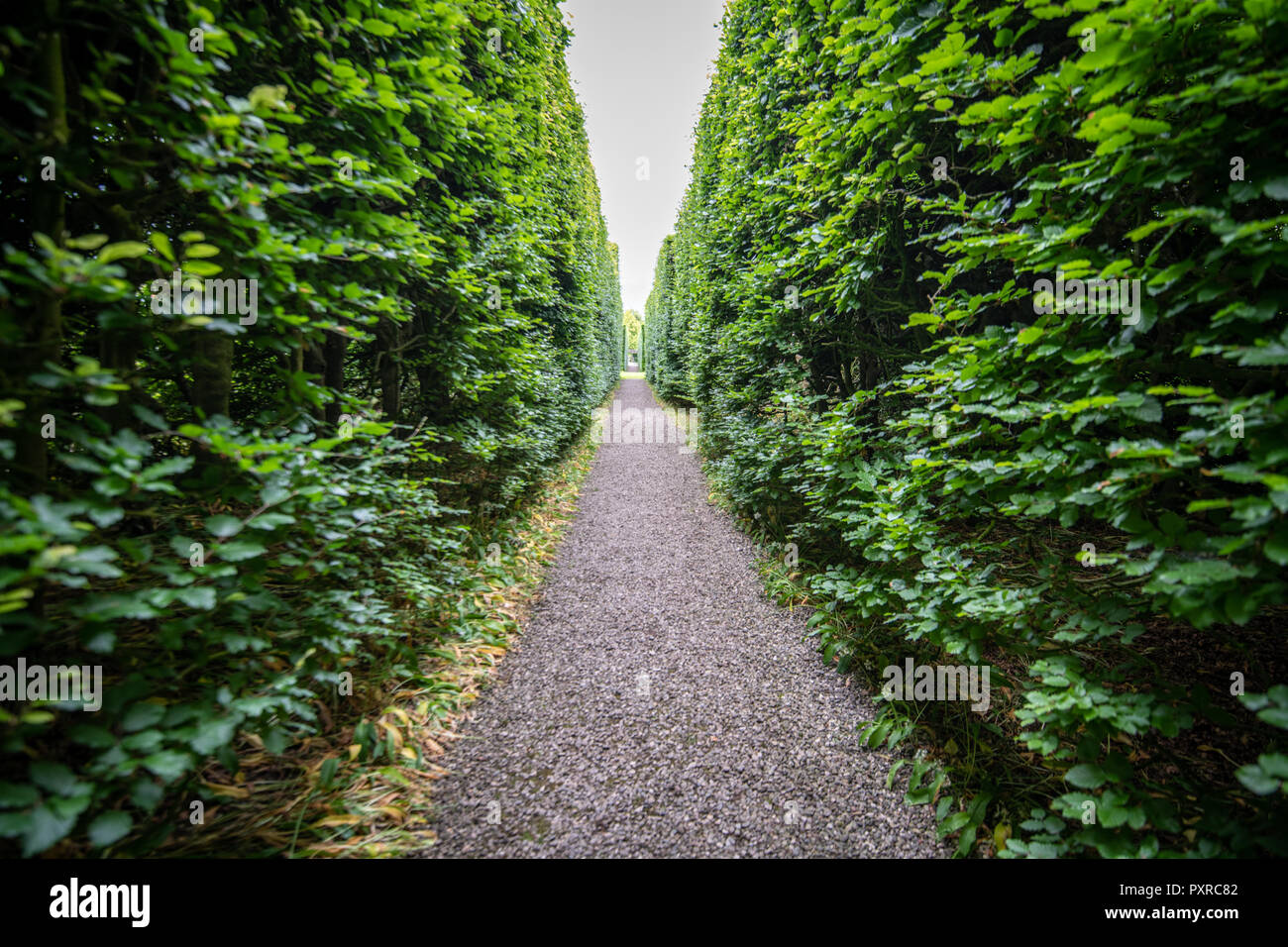 Symmetric pathway among the trees, Levens Hall , Kendal, Cumbria , UK ...