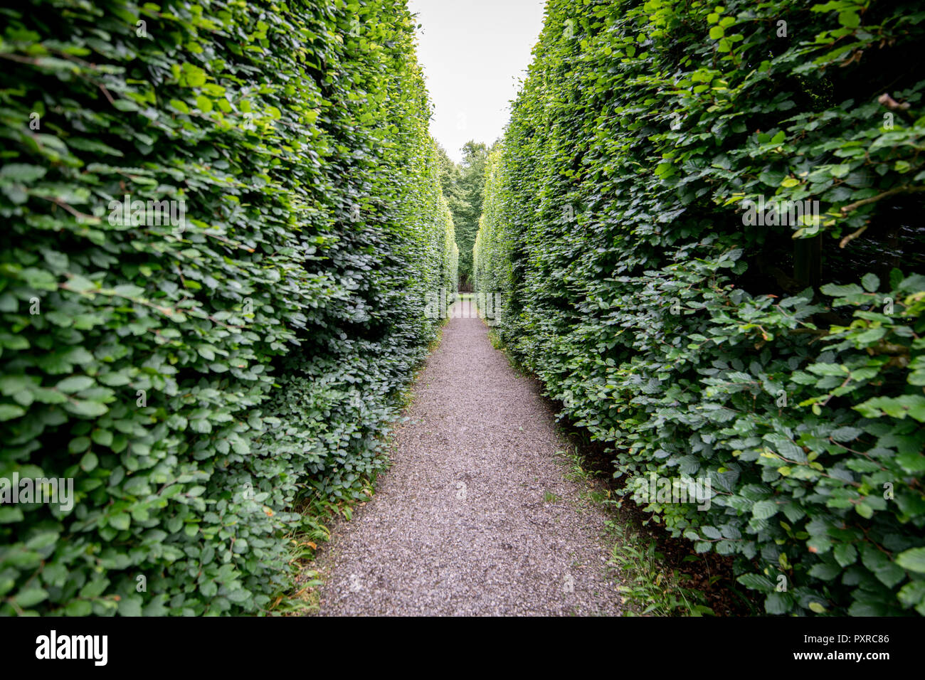 Symmetric pathway among the trees, Levens Hall , Kendal, Cumbria , UK ...