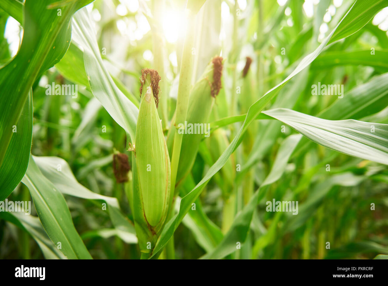 Corn cobs hi-res stock photography and images - Alamy