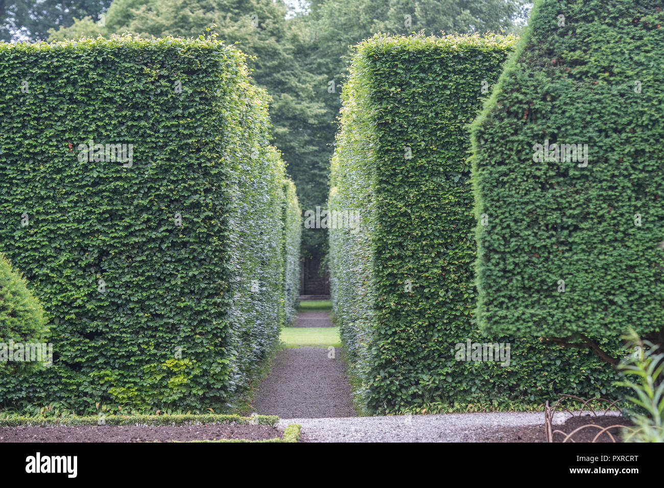 Symmetric pathway among the trees, Levens Hall , Kendal, Cumbria , UK ...
