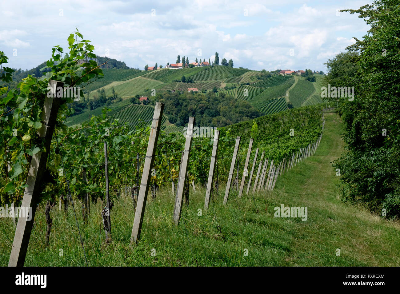 Austria, South-Styria, Area Eckberg Sernau, vineyards Stock Photo - Alamy