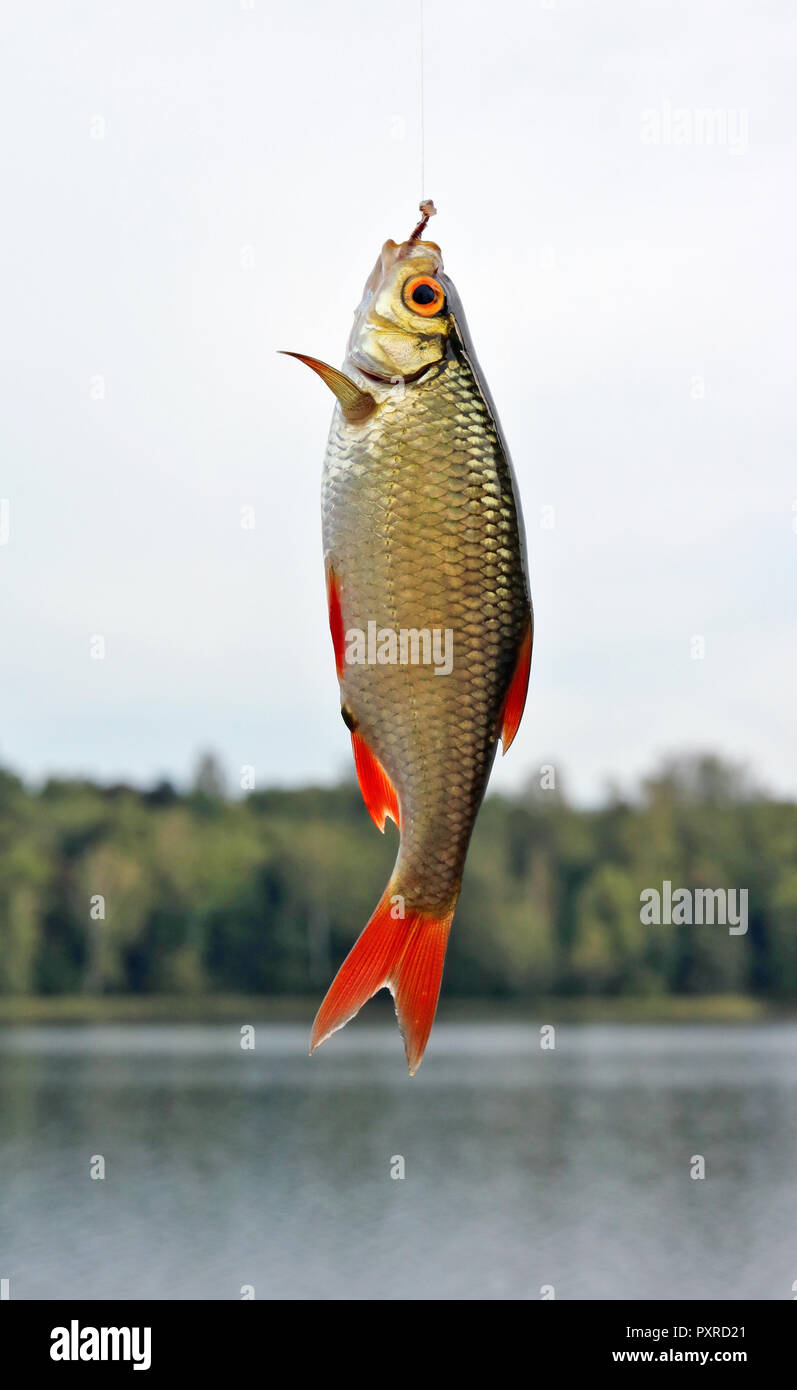 Small goldfish hanging on a fish hook concept. SUnny autumn day closeup ...
