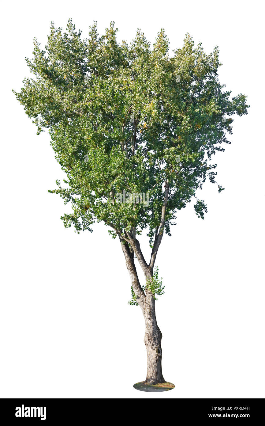 Beautiful shot tree shadow Cut Out Stock Images & Pictures - Alamy