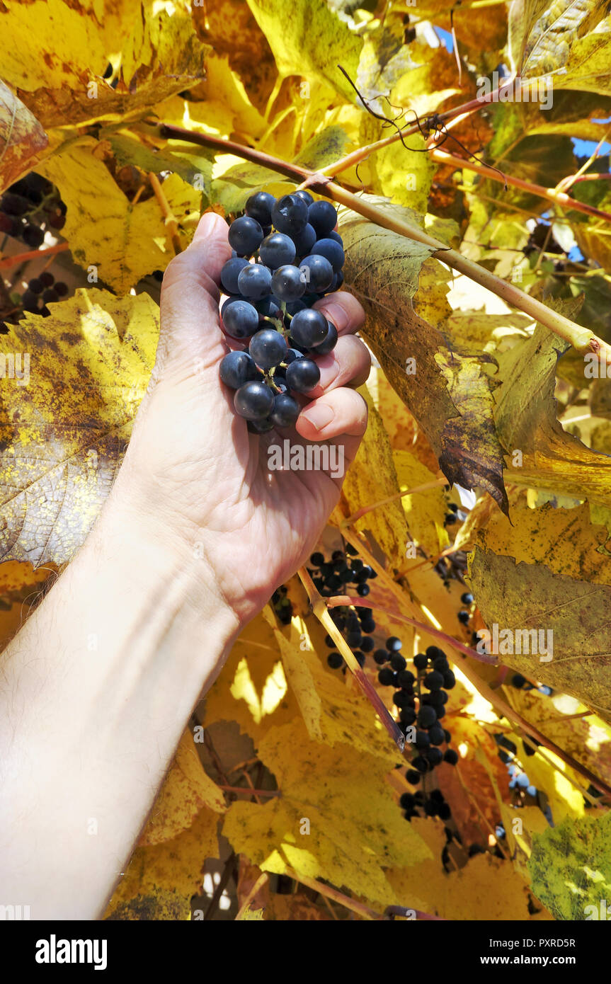 Cutting grapes off vine hi-res stock photography and images - Alamy