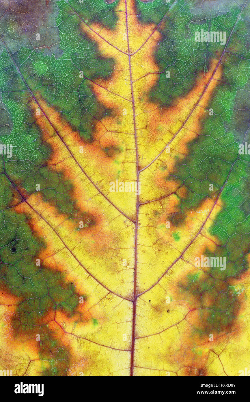 Autumn various colors - from green to yellow - in one maple leaf ...